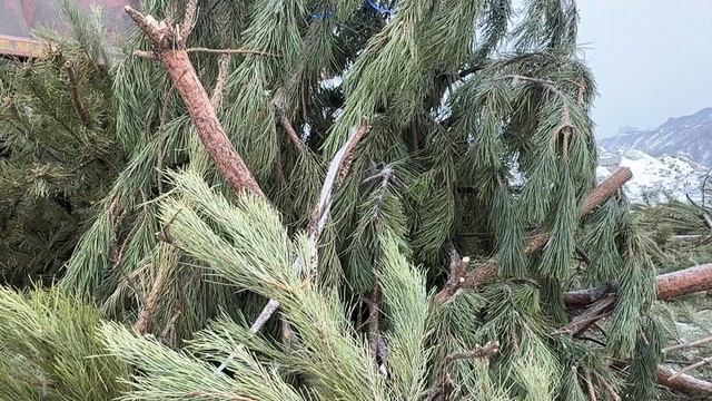 Предприятие «Донснабкомплект» участвует в акции «Елочный круговорот»