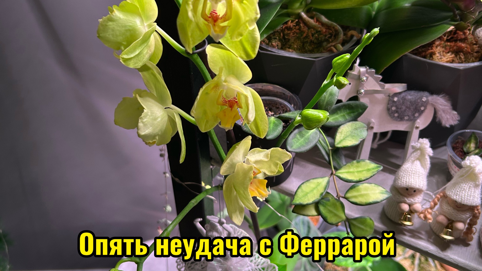 ОРХИДЕЯ теряет тургор, что делать #орхидеи