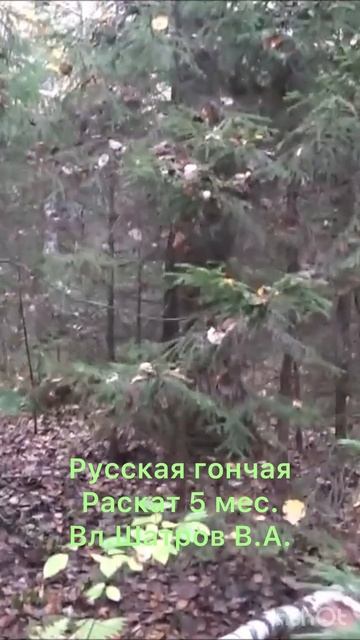 Русская гончая Раскат поднял зайца с лежки .