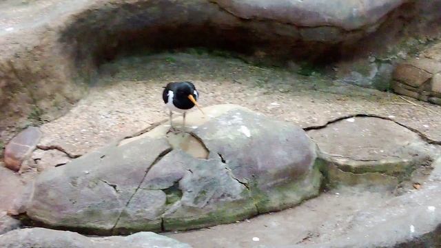 Московский зоопарк. Кулик-сорока.