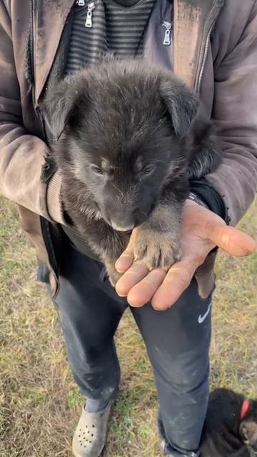 Щенок от Примадонны и Шерхана в полтора месяца