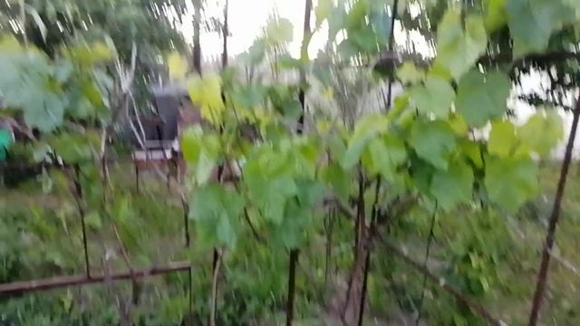 Виноградная лоза в июне(средняя полоса)