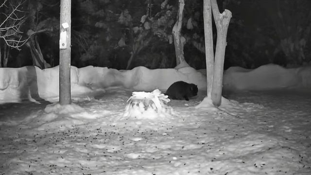 Ночная прогулка вокруг пенька с салом