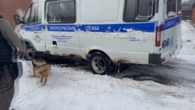 "Студенческий десант -2026", Центр кинологической службы УМВД по Калининградской области