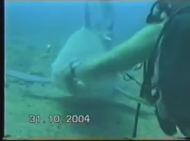 Бычья акула вцепилась в руку человека