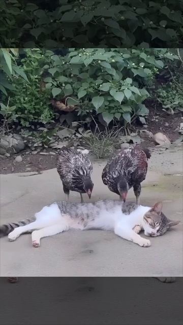 О, блохастый!