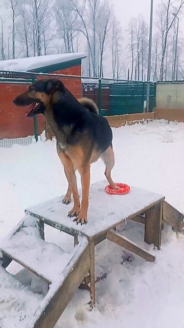 "То скользит в потоке Сандра..." ❥ Приют в Малинках #приютдляживотных #собаки