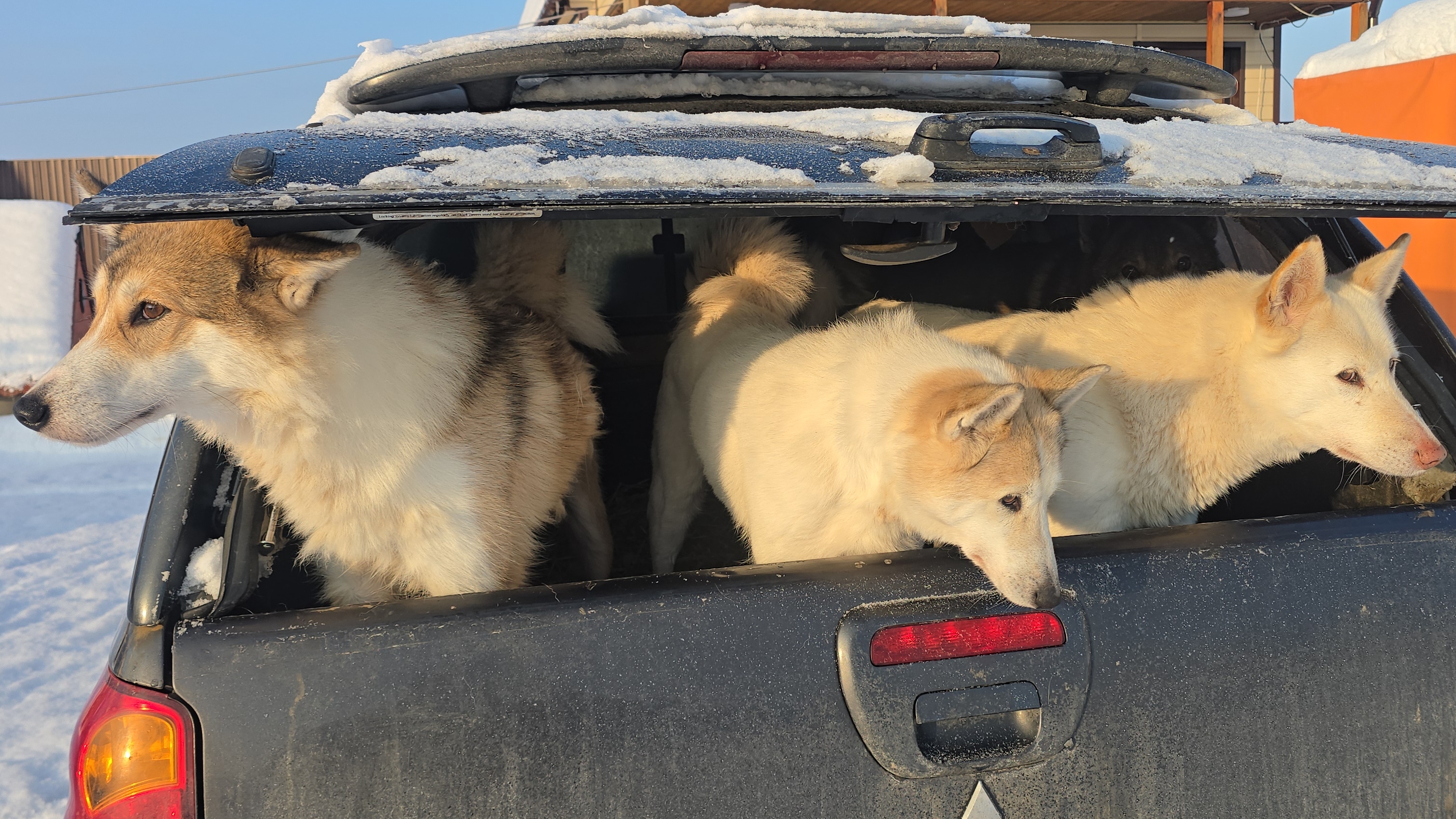 После ветклиники