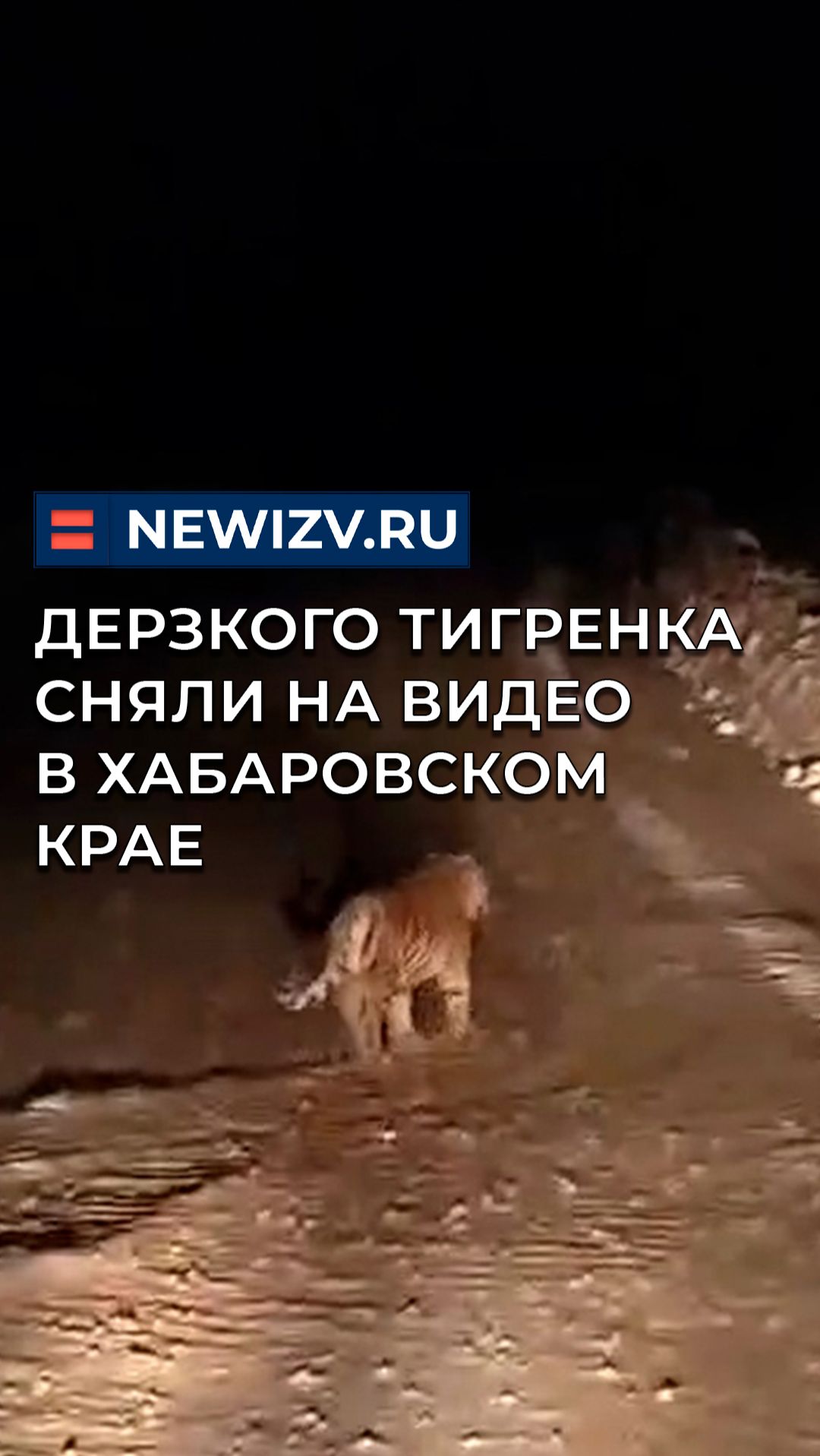 Дерзкого тигренка сняли на видео в Хабаровском крае