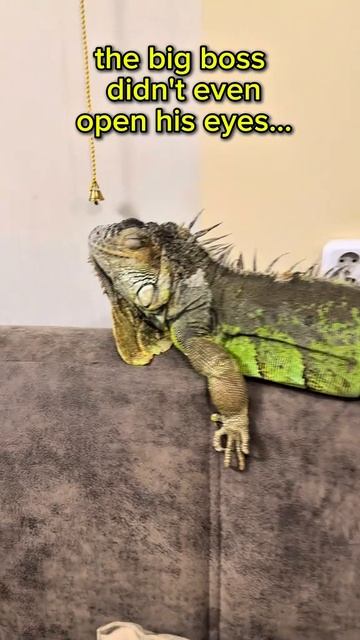 Все питомцы игнорируют хозяина. Драма в  30 секунд! Кошки, игуана