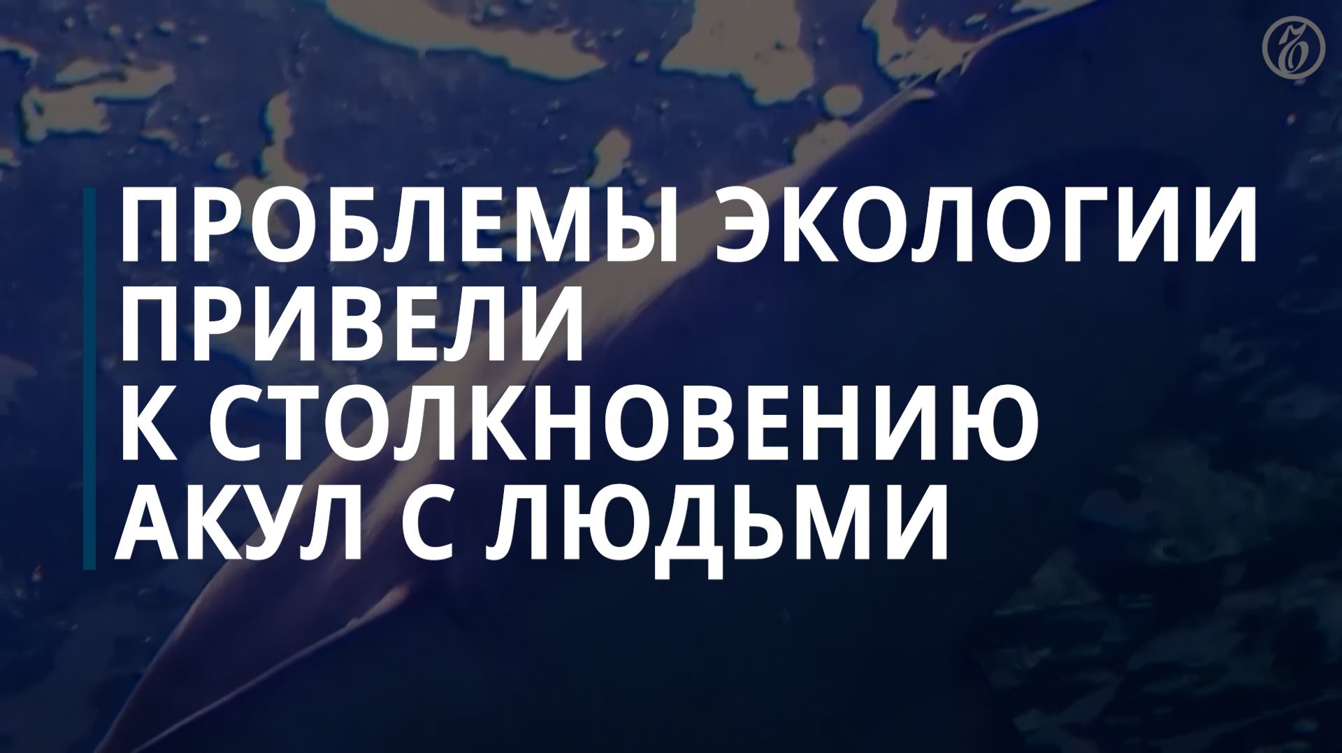 Проблемы экологии привели к столкновению акул с людьми