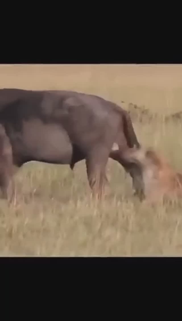 Вот почему ненавидят гиен