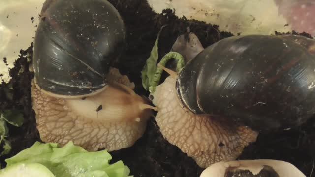 Хроника 2021 03