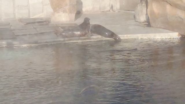 Московский зоопарк. Тюлень ларга.