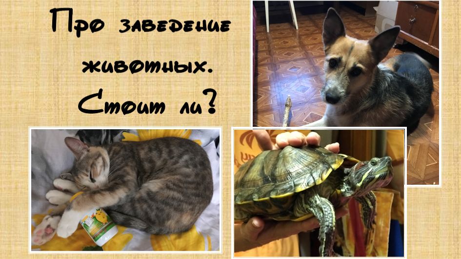 Про заведение животных. Стоит ли? / Статья - в Видео / Архив от 06.05.2022