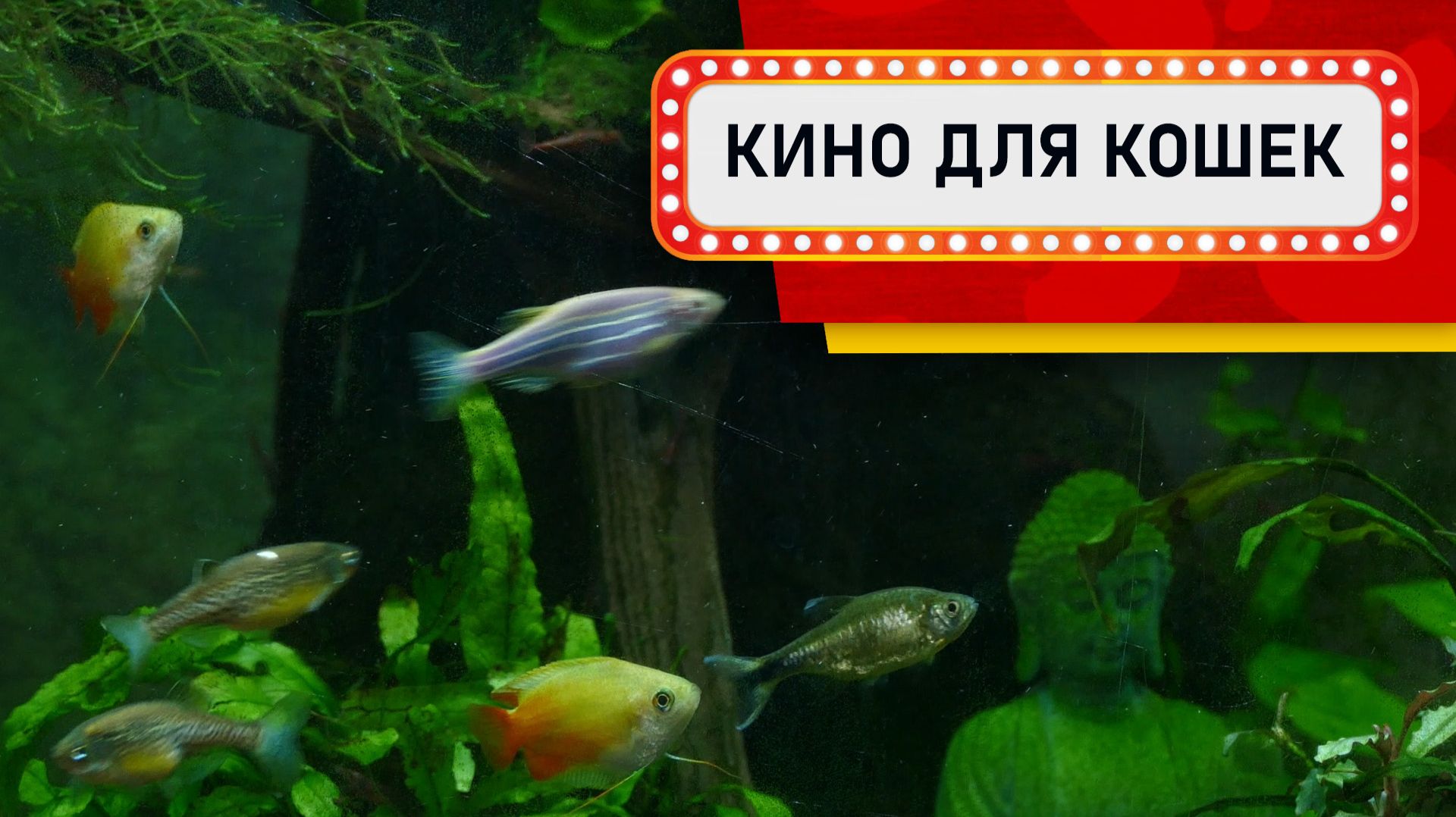 Видео для Кошек - Старый зеленый аквариум (Развлеки своего кота)