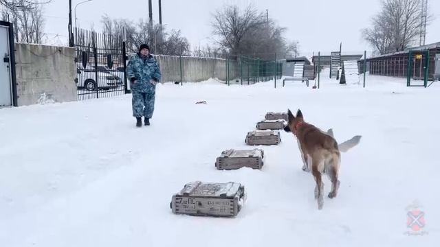 "Студенческий десант -2026", Центр кинологической службы УМВД по Волгоградской области