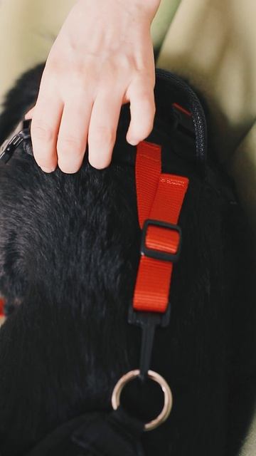 Центральная поддержка Pets-rehab