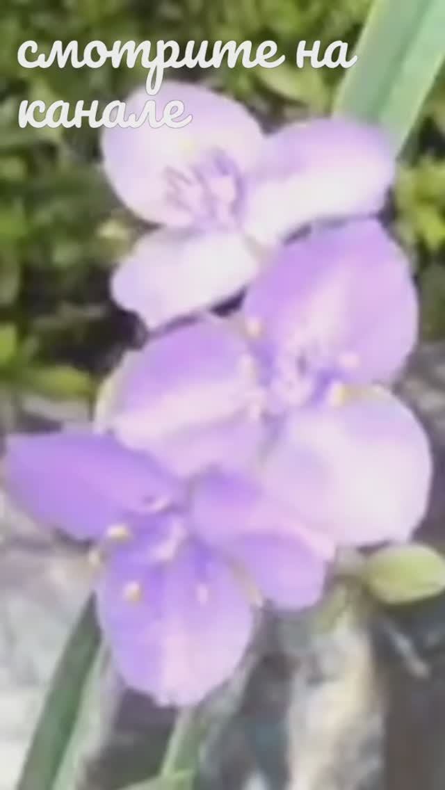 002 Лабиринты кунфу