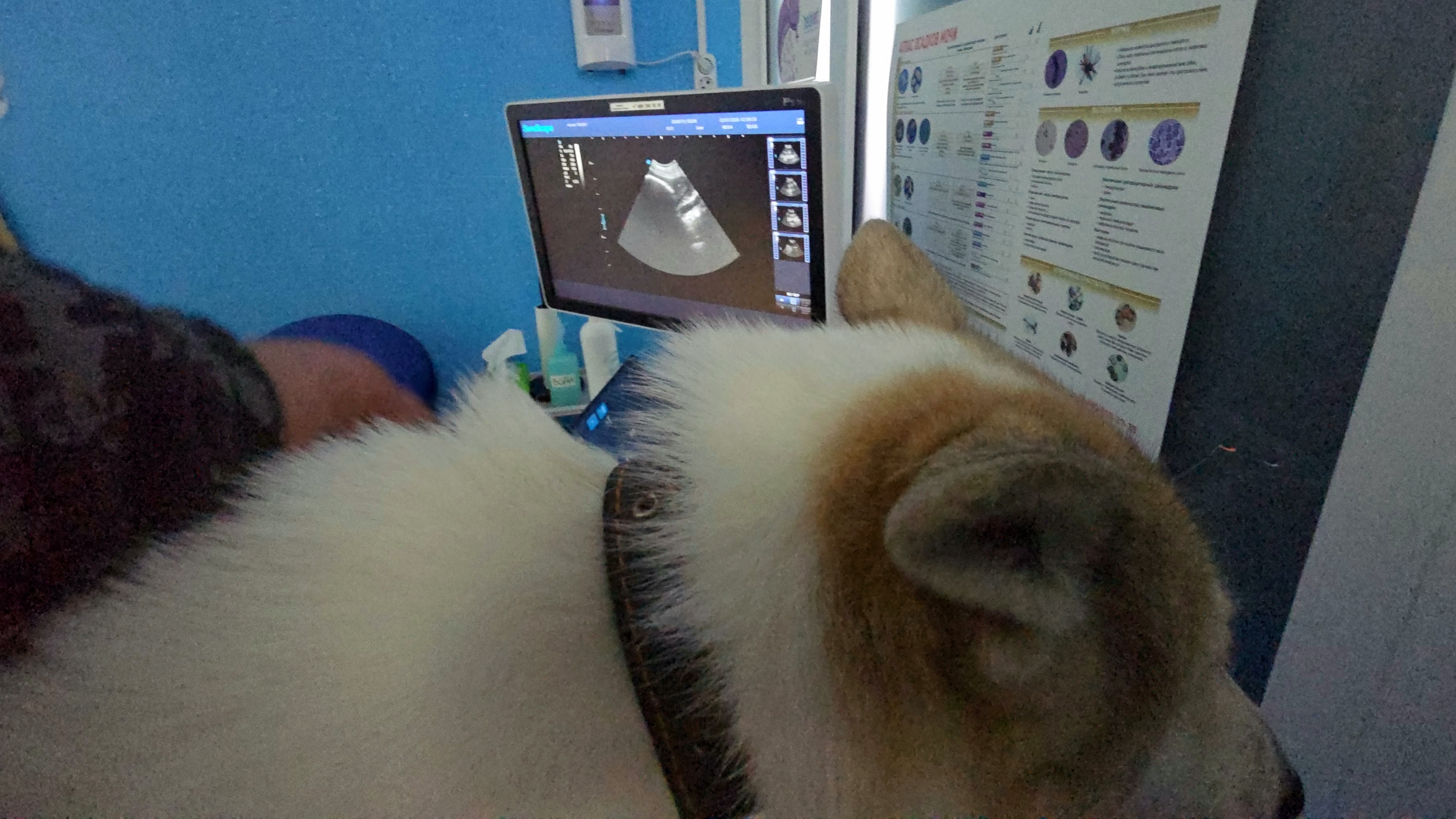 Обследование Белкуньи