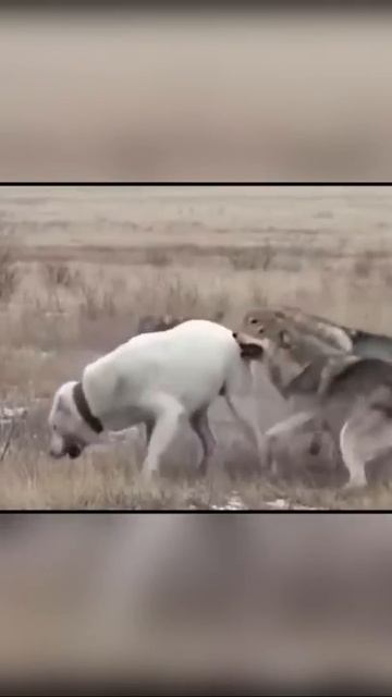 Почему волки не щадят этих собак