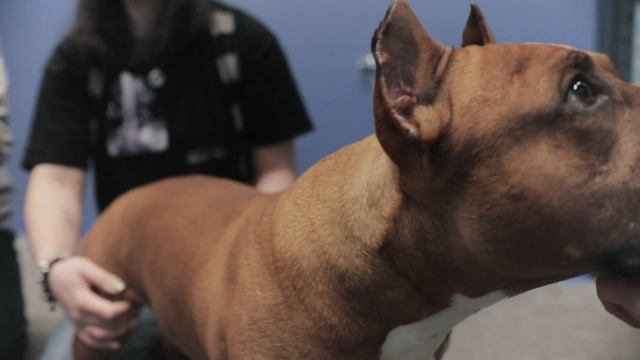 Pets-rehab Formation