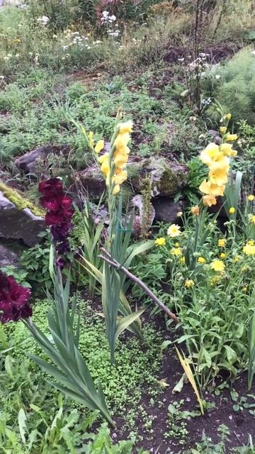 Ленинградская область. Хвойное. 05.08.2024. . Цветы на даче. Цветущие гладиолусы