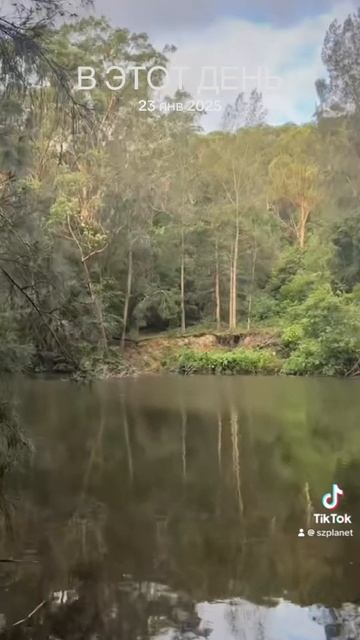 Ящерицы в национальном парке Австралии. Лейн Ков парк