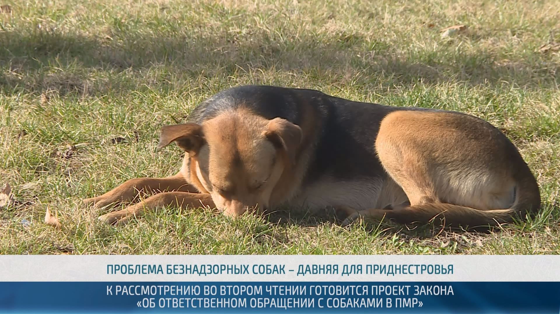 Ко второму чтению готовится законопроект «Об ответственном обращении с собаками в ПМР» – 22.01.2026