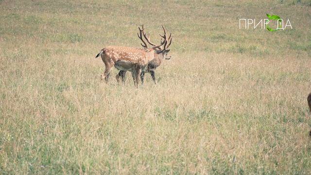 Природа Пятнистый олень_5