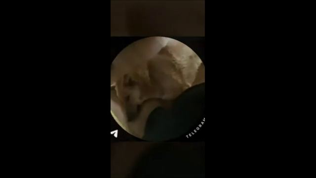 Новые лютые приколы из ТИК-ТОК #110