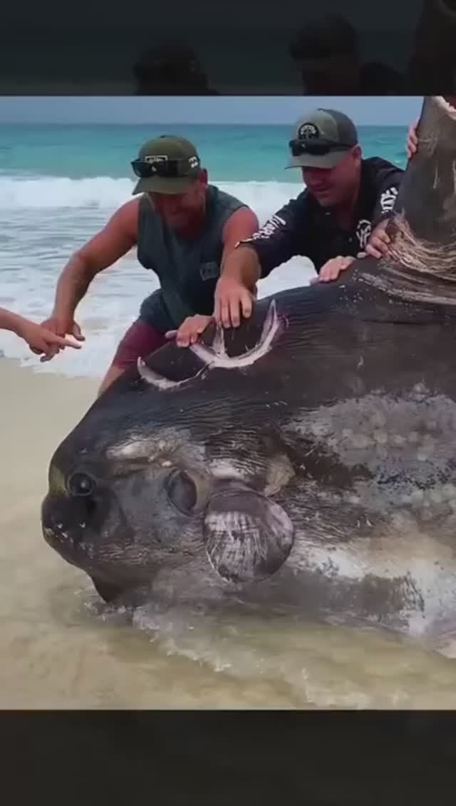 Акулы начали есть её заживо… но это не то, что вы думаете