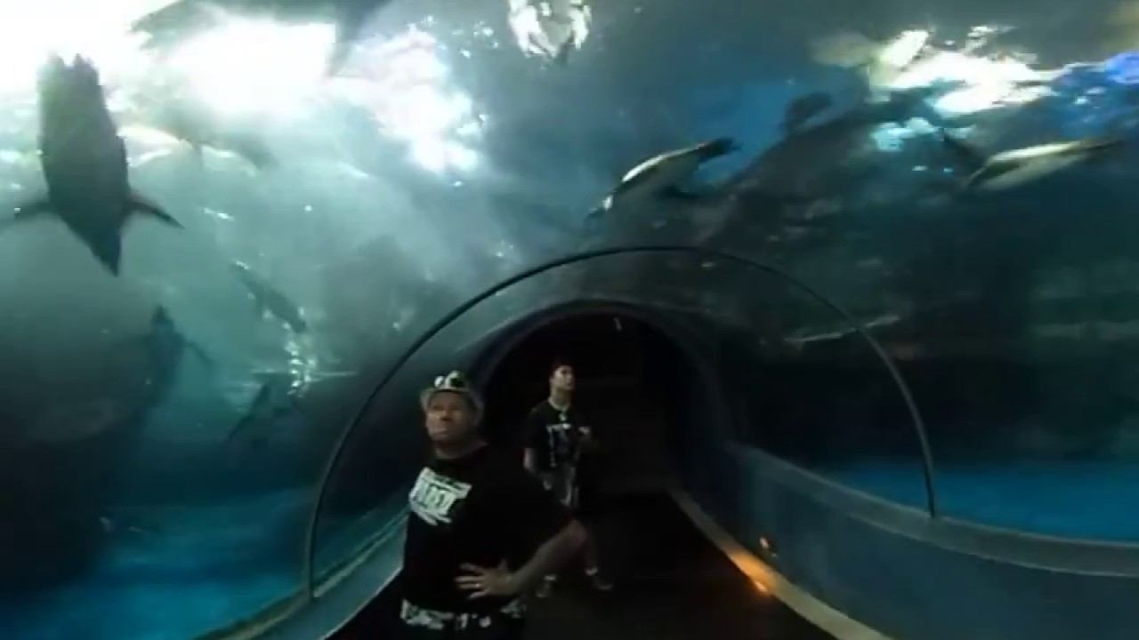 Путешествие. Малайзия, Океанариум Лангкави, полёт пингвинов, 360 панорамное видео