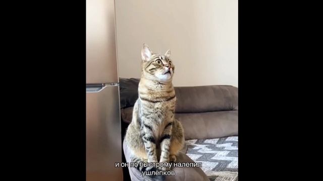 Как появились люди. Кошачья версия