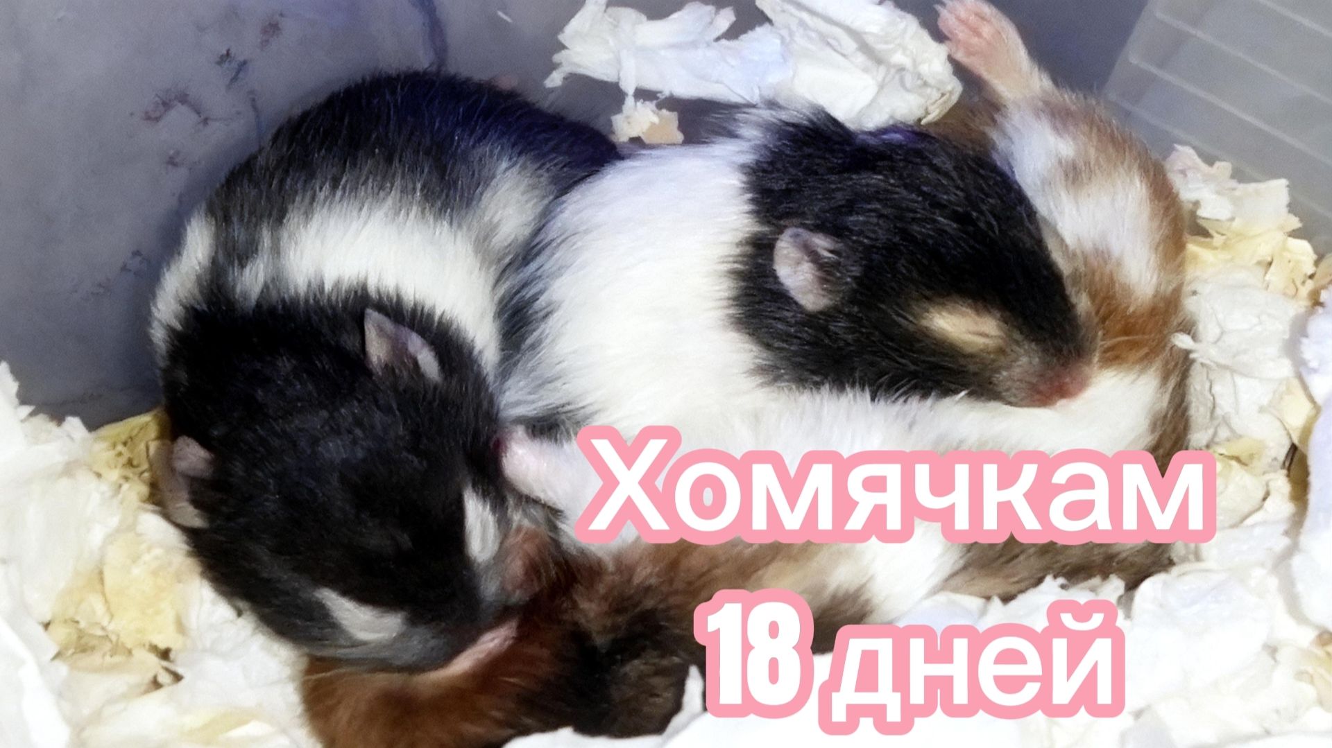 Хомячкам 18 дней. #хомяки