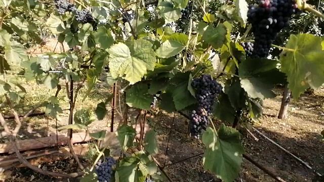 Виноград нижегородщины в августе