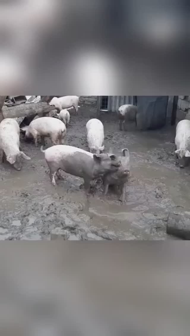 Свинья вырубила саму себя