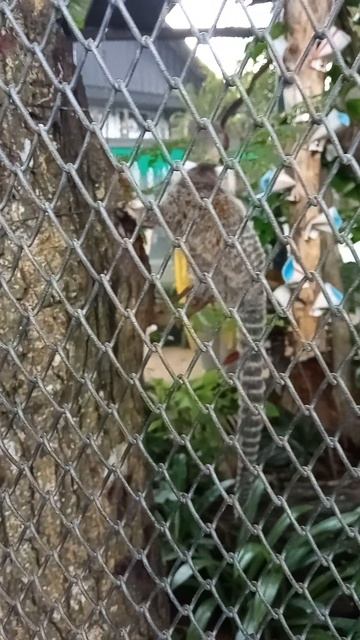 Он сидит как будто ждёт кого-то.Может, нас? Пределы близости. Khao Kheow: первые шаги в дикую тишину