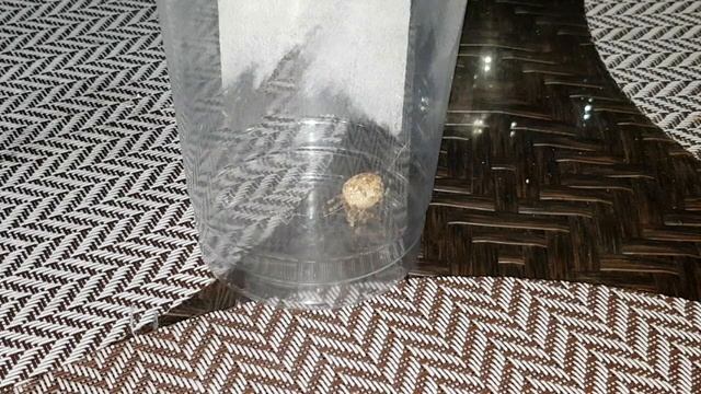 ОТПРАВИТЬ ПАУКА ЗА УДАЧЕЙ