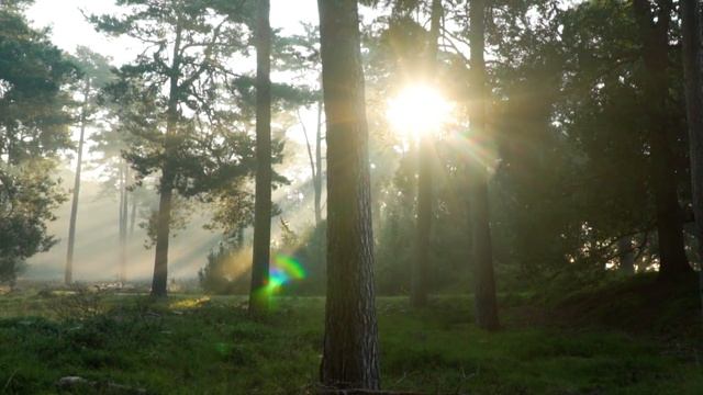 20 минут что-бы заснуть