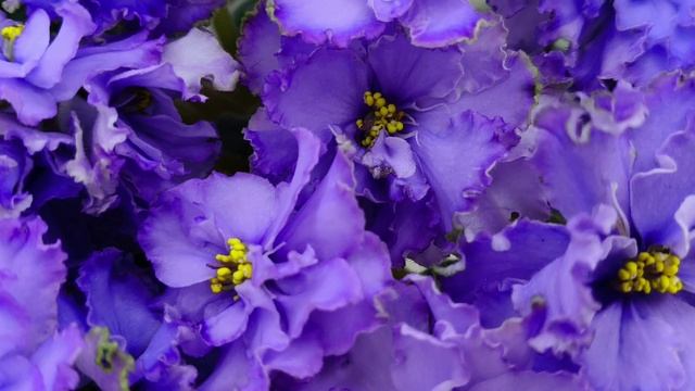 Фиалка Blue Dragon