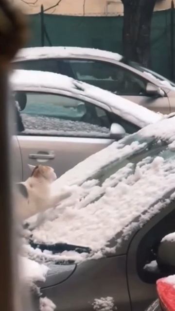 Попросил кота 🐈 почистить машину 😅👍👇подпишись