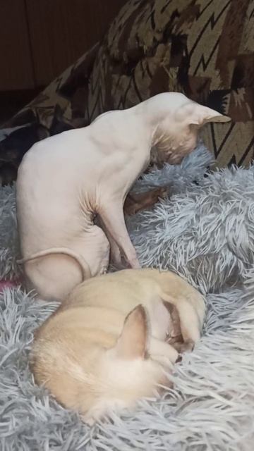 Стая укладывается спать. 22 января 2026 г.