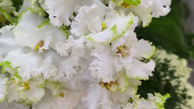 Фиалка ЕК-Изумрудное Кружево