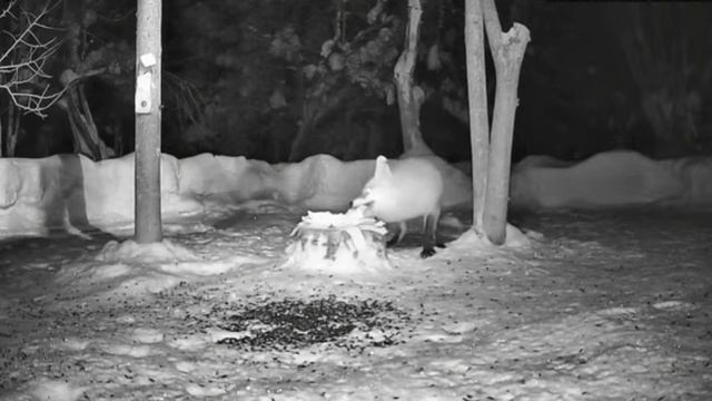 Второй подход к пеньку уже более смелый