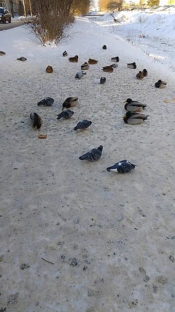 утки на привале