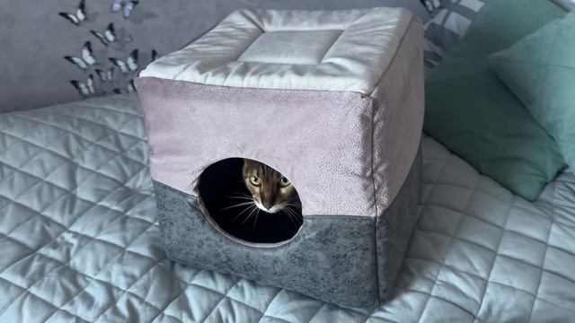 Кулинарно - банный день с любимчиком.