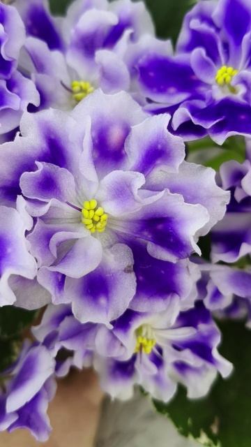 Фиалка ВаТ-Монарх