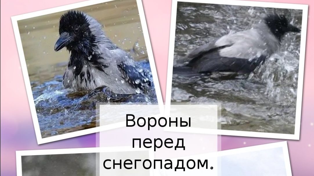 Антонина Стрельникова-Воронова.  "Вороны и Гидрометцентр"