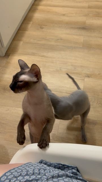 Отдай мне сыр!!!! #сфинкс #петерболд #смешные_видео_животные_кошки